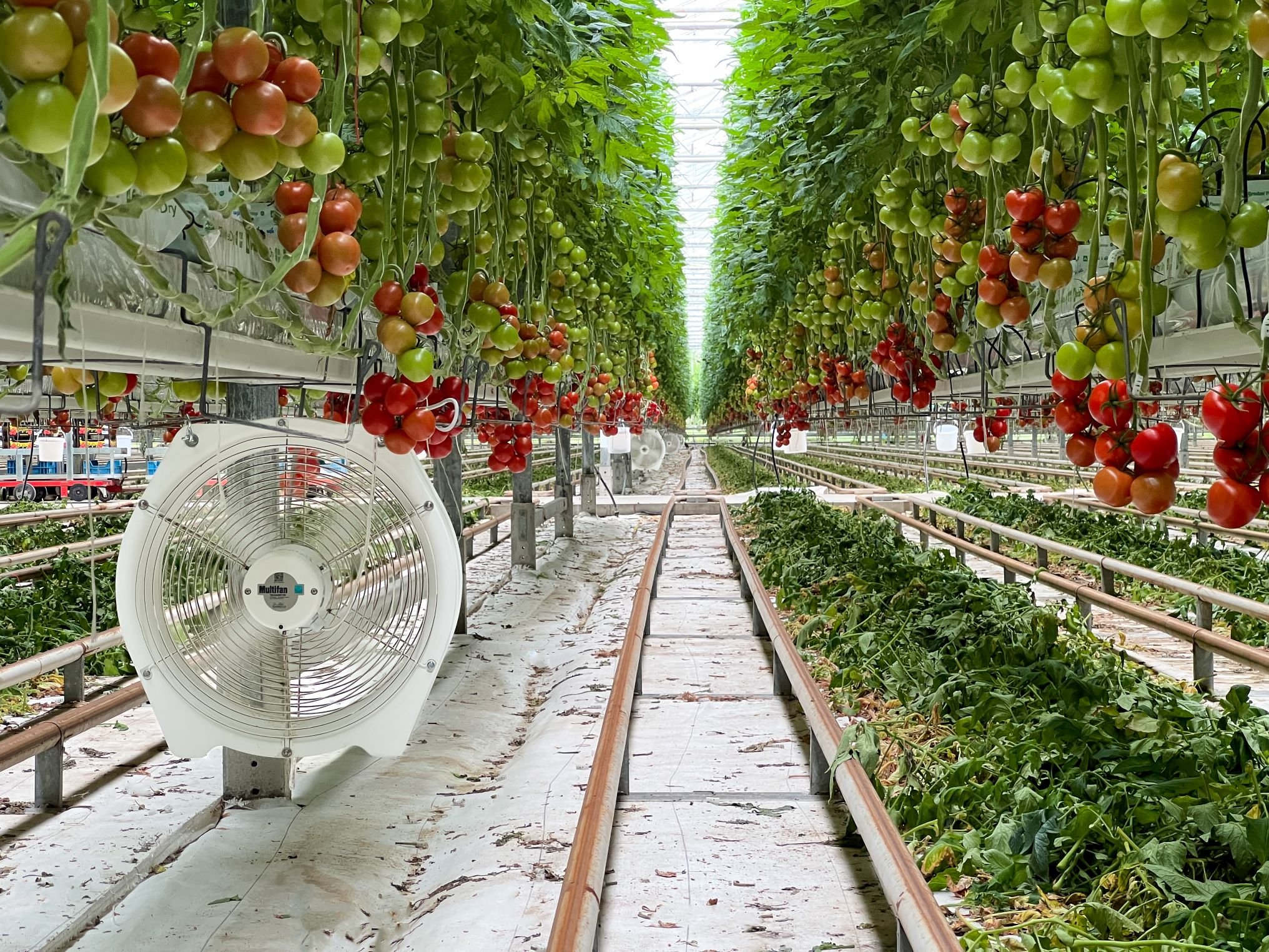 Improved greenhouse climate with Multifan Greenhouse fans under the gutter