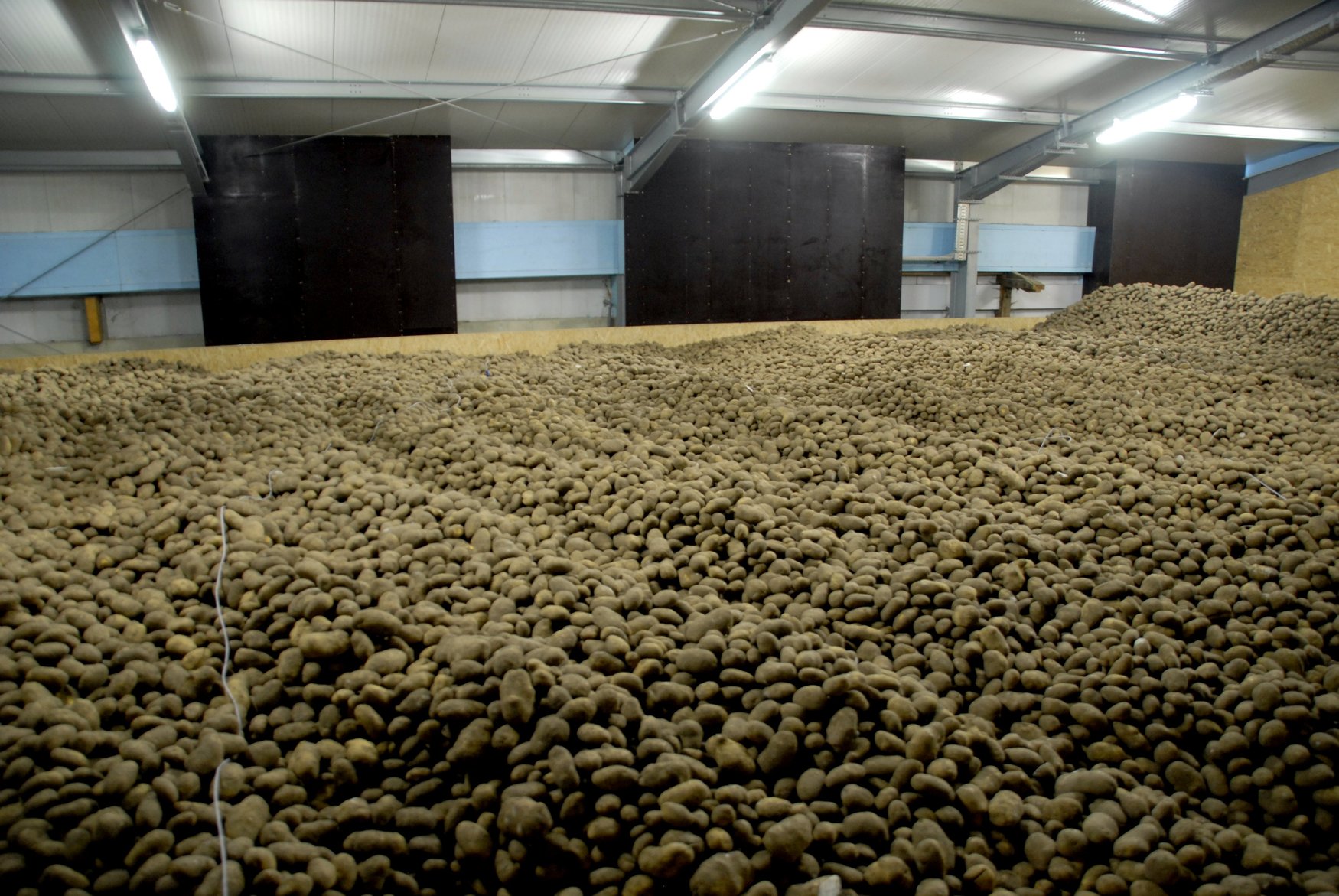The importance of fans in potato storages