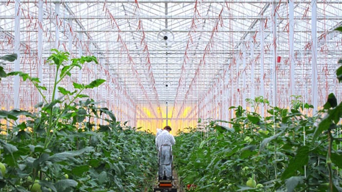 Why greenhouses need ventilation
