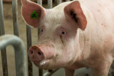 Why minimum and maximum ventilation are important for pig barns