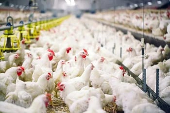 Footpad Dermatitis in Broilers: Causes & Prevention